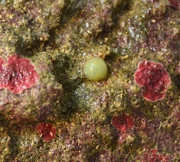 Sandy (inner reef) zone