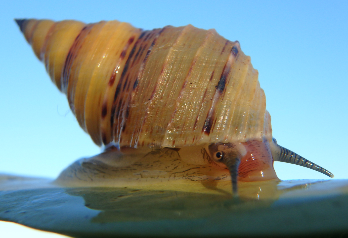 Great Barrier Reef Invertebrates Habitats Subtropical Coast