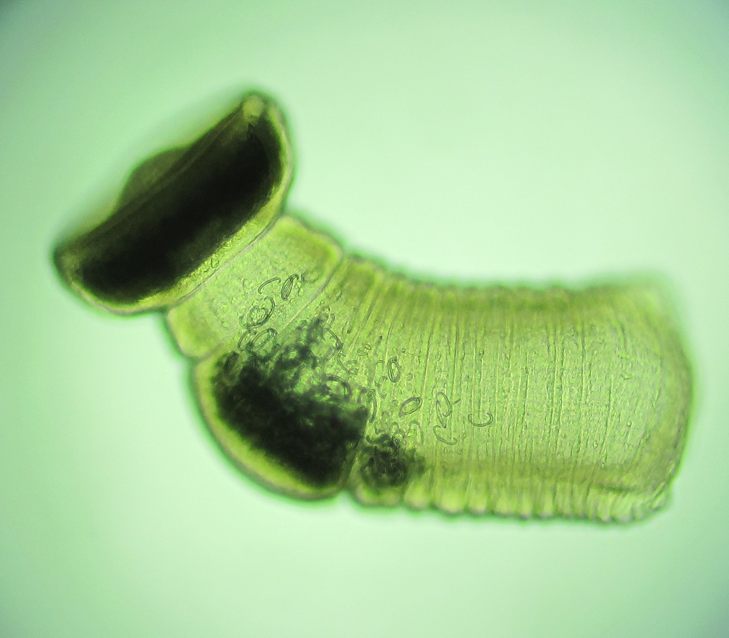 Great Barrier Reef Invertebrates > Classes > Student Project Figures