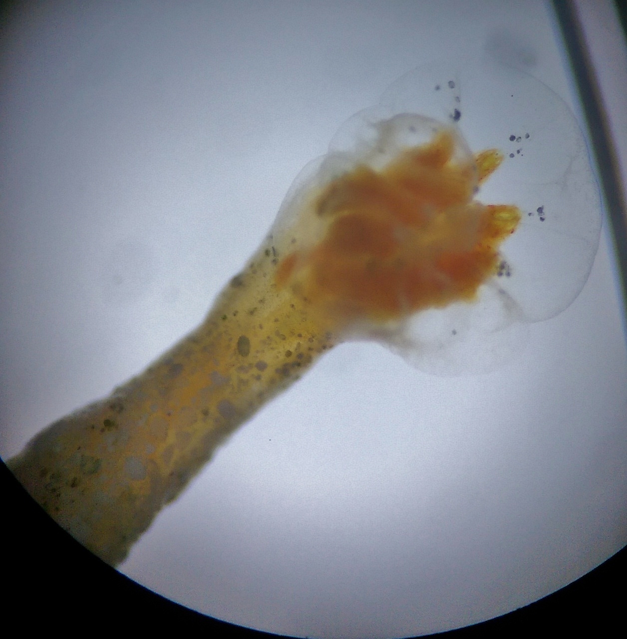 Great Barrier Reef Invertebrates > Classes > Student Project Figures