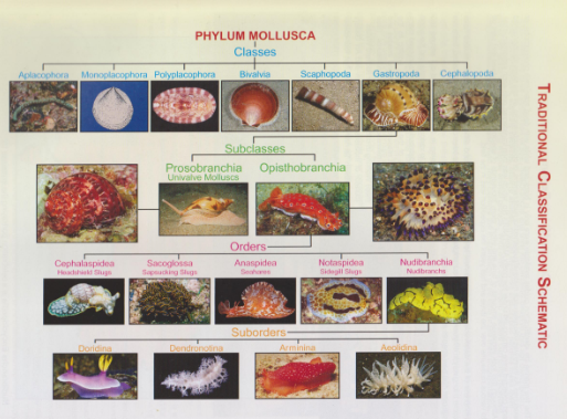 Great Barrier Reef Invertebrates > Classes > Student Project Figures