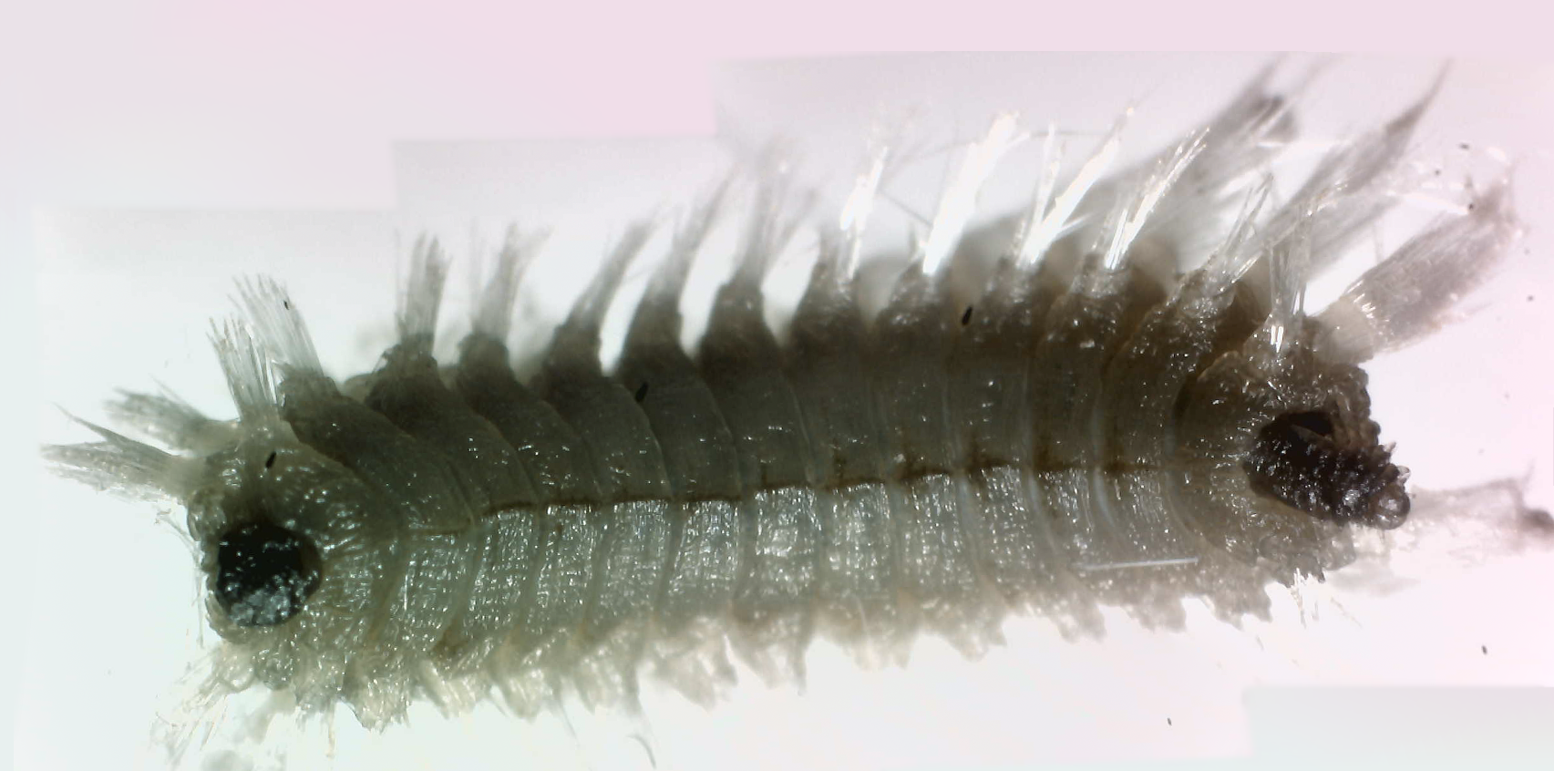 Student Project 2016 | Leo Chiu-Leung