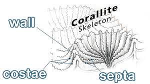 Great Barrier Reef Invertebrates > Classes > Student Project Figures
