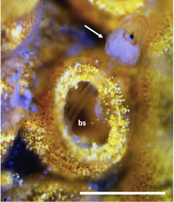 Great Barrier Reef Invertebrates > Classes > Student Project Figures